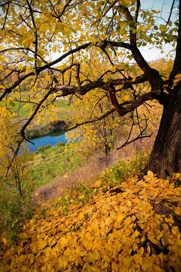 Multicolor Autunm Leaves on the Trees Stock Photo - Image of foliage ...
