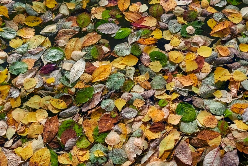 Multi-colored Autumn Leaves on the Surface of the River Close-up Stock ...