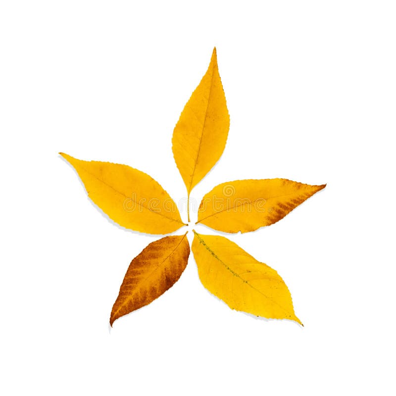 Multi-colored Autumn Leaves on a White Background Star Shape Stock ...