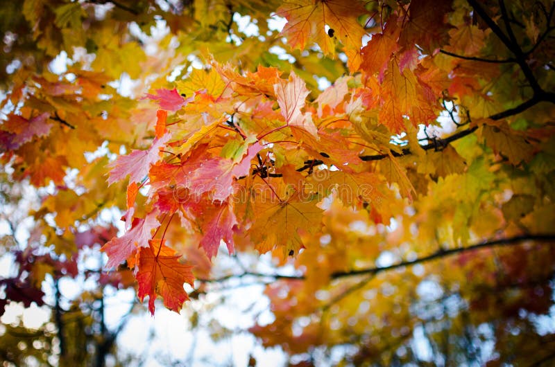 Multi Colored Autumn Maple Leaves Stock Image Image Of Branch Golden