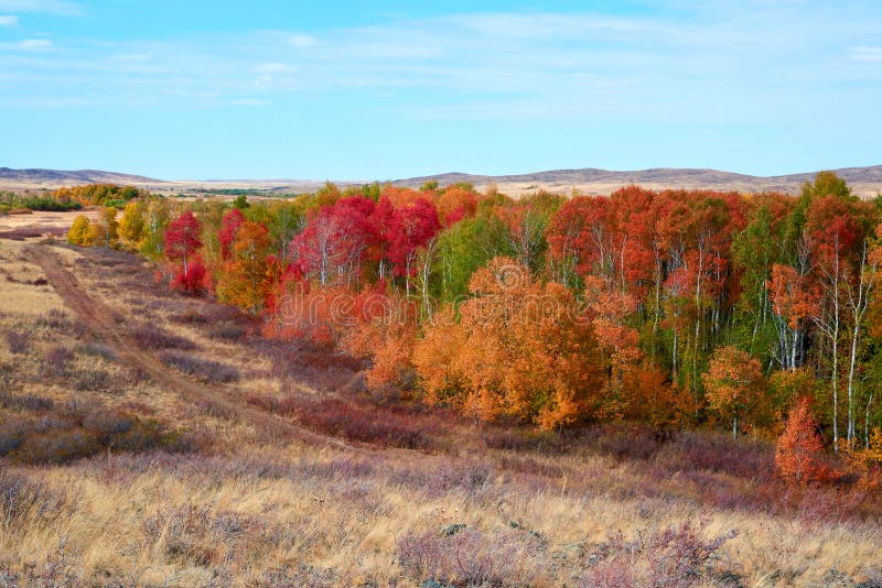 Multi Colored Autumn Trees. Stock Photo - Image of leaves, foliage ...