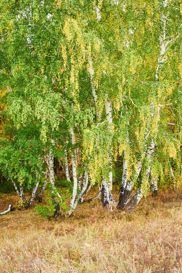 Collection of Beautiful Colorful Autumn Trees Stock Image - Image of ...