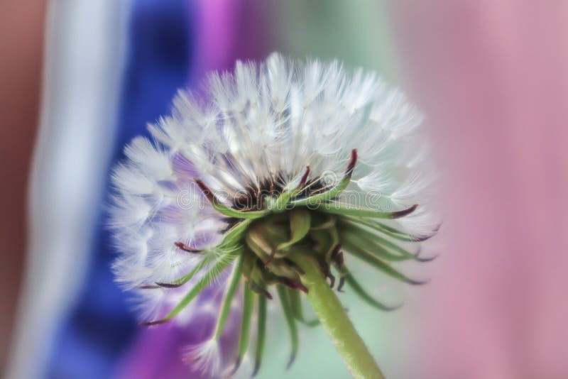 The Beauty of Dandelion-on Banners and Wallpapers ! Stock Photo - Image ...