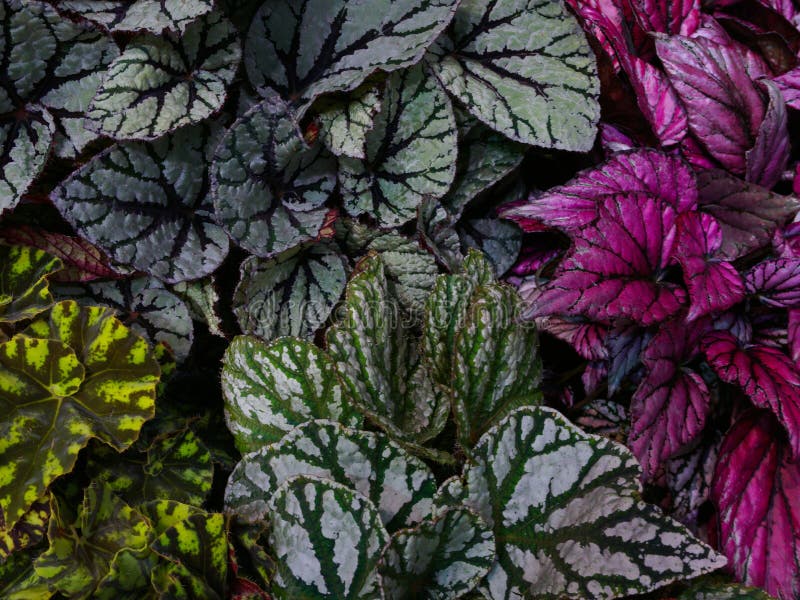 Multi-colored Begonia Leaves of Different Types Stock Image - Image of ... Multi-colored Begonia Leaves of Different Types Stock Image - Image of ...