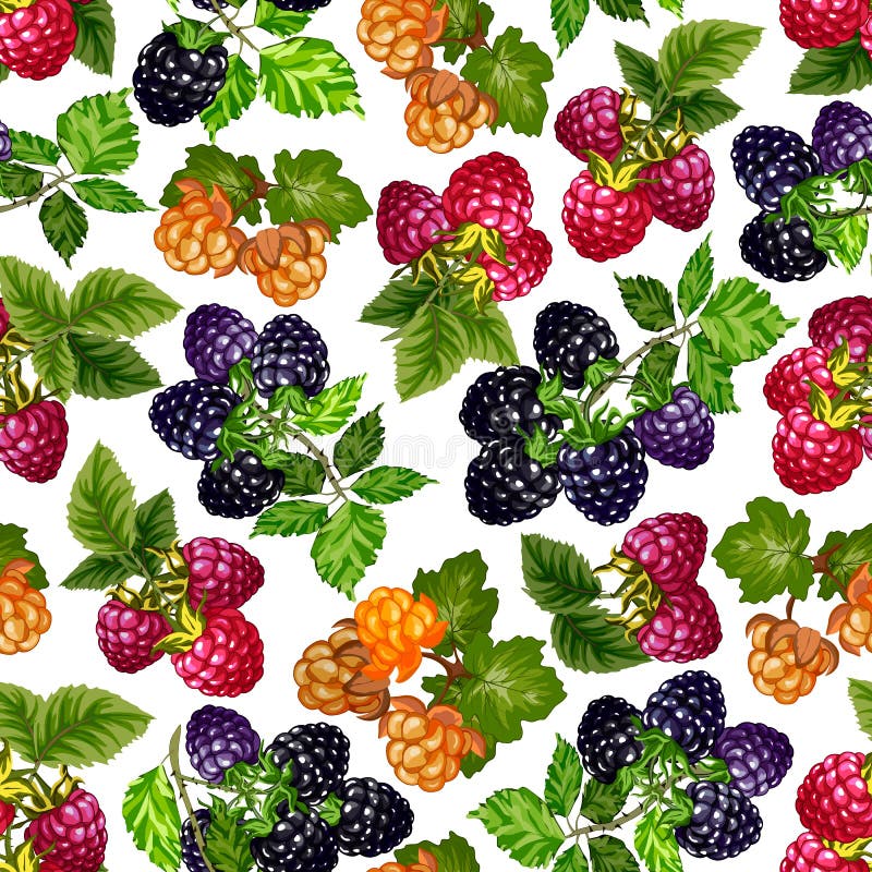 Multi-colored Berries on a Transparent Background. Stock Vector ...