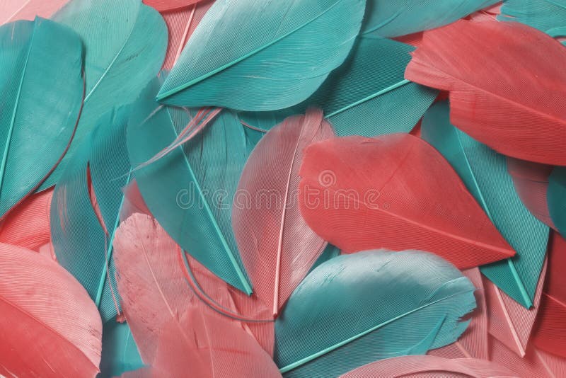 Multi-colored Bird Feathers of Different Colors: Red, Pink and Green ...