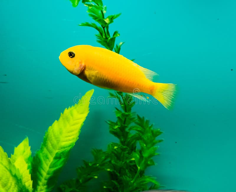Multi-colored Bright Fish Swim in the Aquarium. Aquarium with Small ...