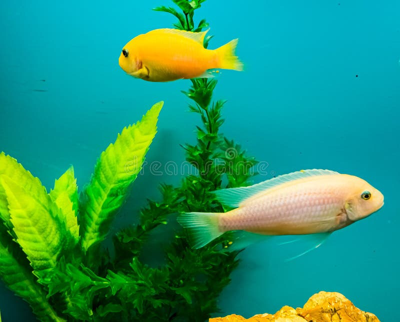 Multi-colored Bright Fish Swim in the Aquarium. Aquarium with Small ...