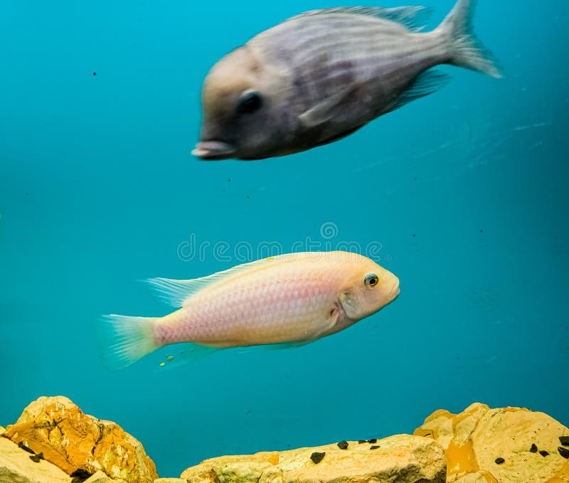 Multi-colored Bright Fish Swim in the Aquarium. Aquarium with Small ...