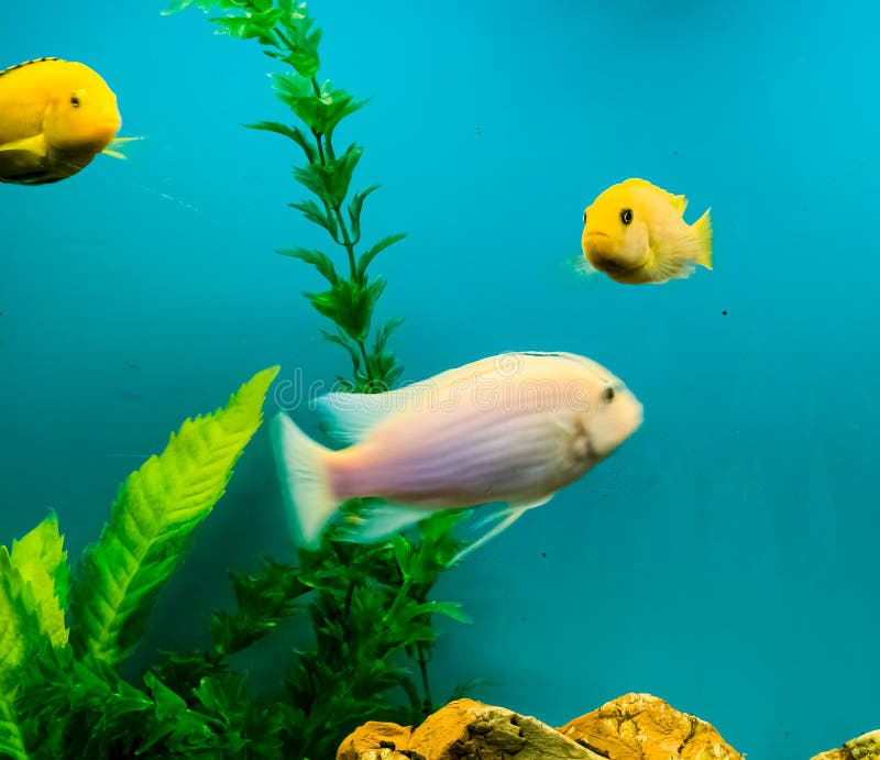 Bright fish stock photo. Image of bright, live, swim - 10544158