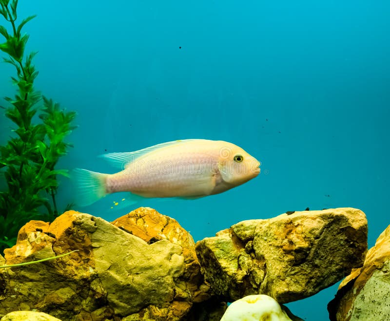 Multi-colored Bright Fish Swim in the Aquarium. Aquarium with Small ...