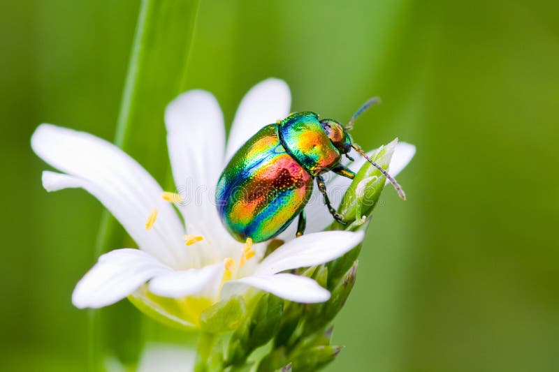 Multi-colored bug stock photo. Image of meadow, head - 16868598