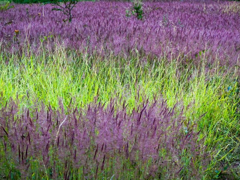 Multi Colored Bushes Pattern Stock Image - Image of texture, purple ...