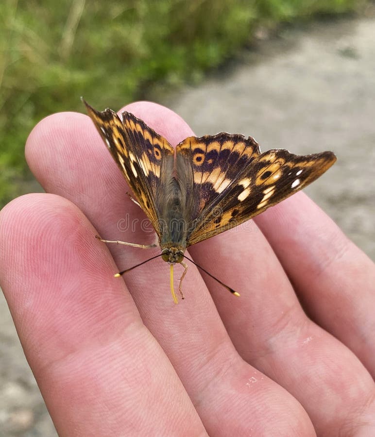 Butterfly on the fingers stock photo. Image of insects - 346457916