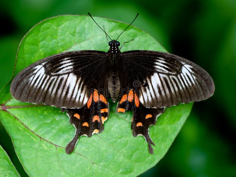 Multi Colored Butterfly on a Leaf Stock Image - Image of multi, colored ...