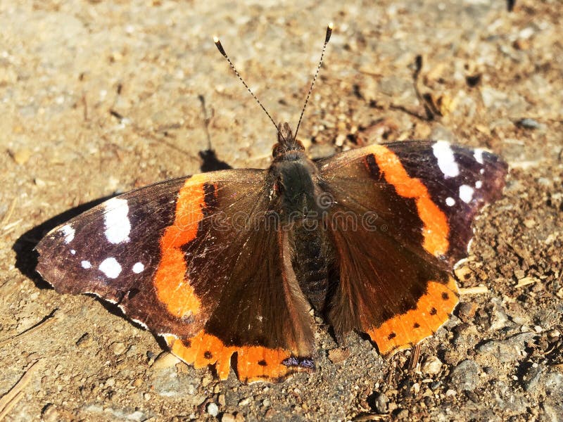 Multi colored butterfly stock image. Image of black, bright - 34820207