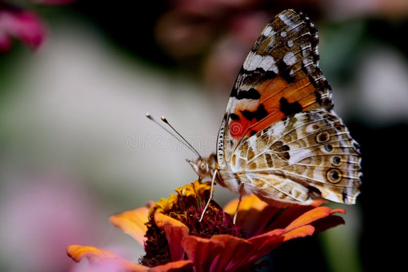 Multi colored butterfly stock image. Image of black, bright - 34820207