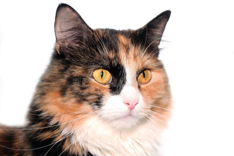 Multi-colored cat stock photo. Image of facial, nature - 13421668