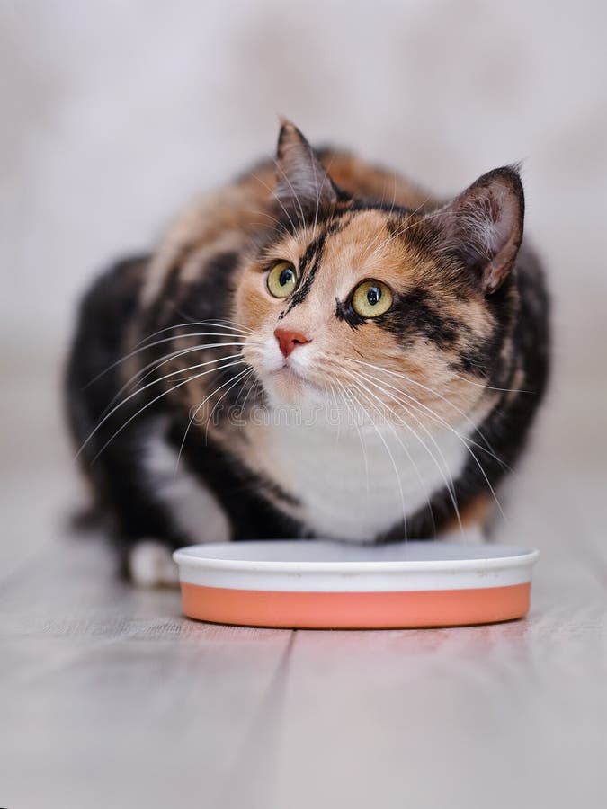 Multi-colored Cat with Yellow Eyes. Stock Photo - Image of animal ...