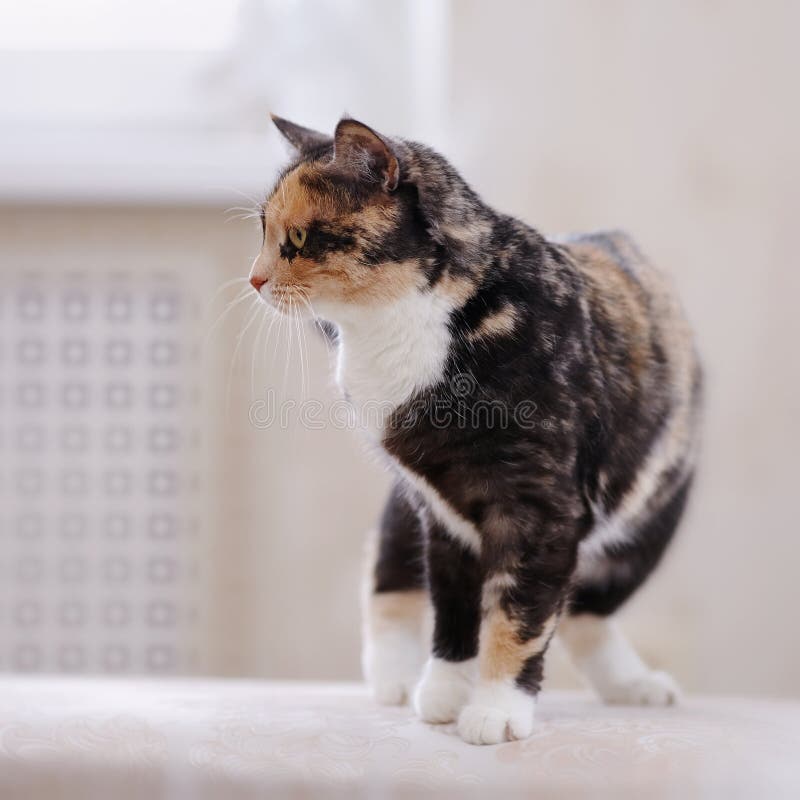 Multi-colored cat stock image. Image of furry, mammal - 67322917