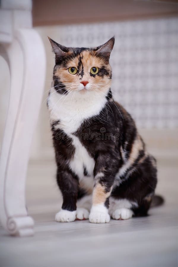 Multi-colored cat stock image. Image of feline, kitty - 68586911