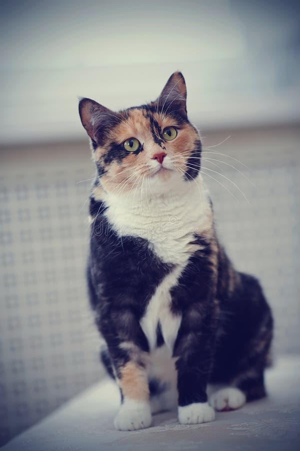 Multi-colored Cat with Green Eyes Stock Image - Image of pedigree, cute ...