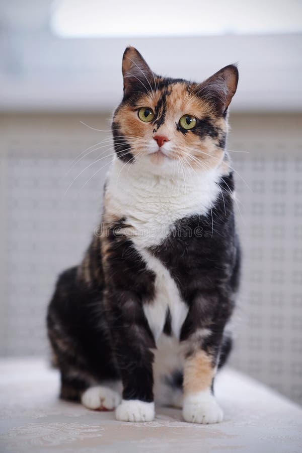 Multi-colored cat sits stock photo. Image of shorthair - 69378418