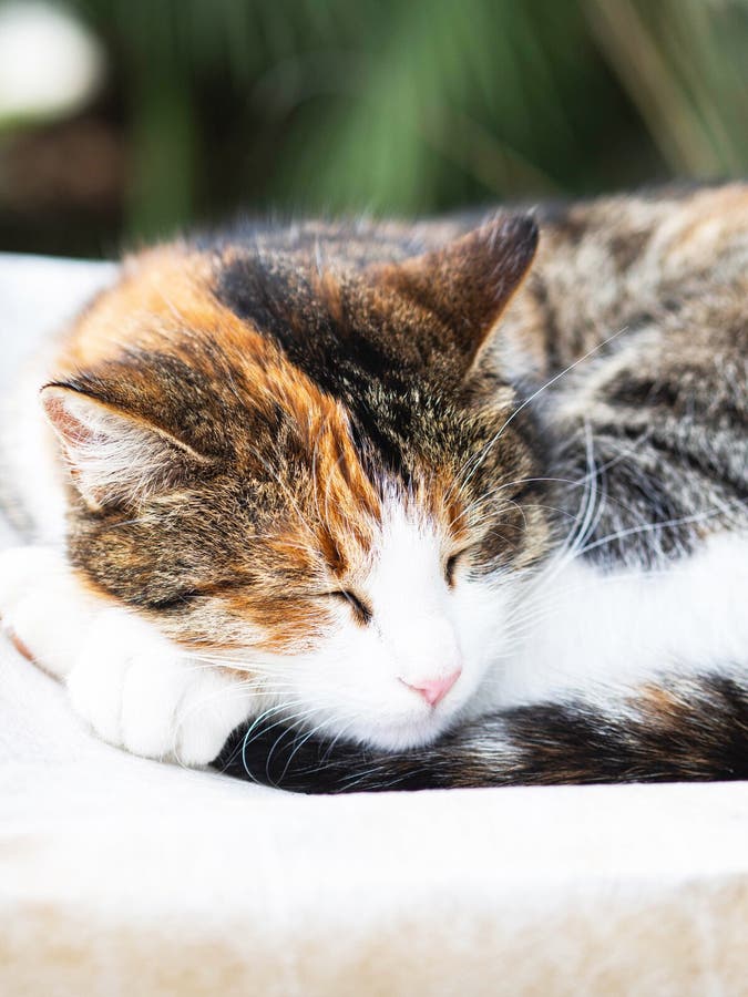 Multi-colored Cat Sleeps Cutely in the Garden on a Blanket Stock Photo ...