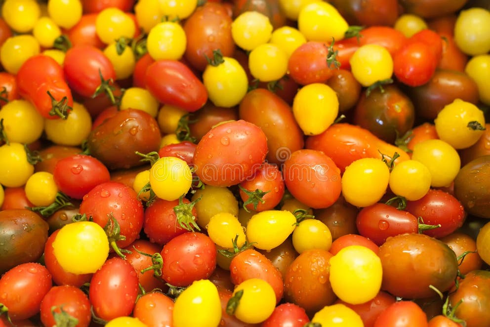 Multi-colored Cherry Tomatoes Stock Image - Image of open, juicy: 95986381