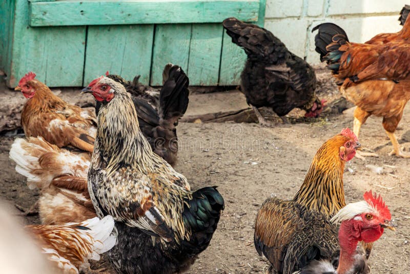 Multi-colored chickens. stock photo. Image of barn, comb - 210862078