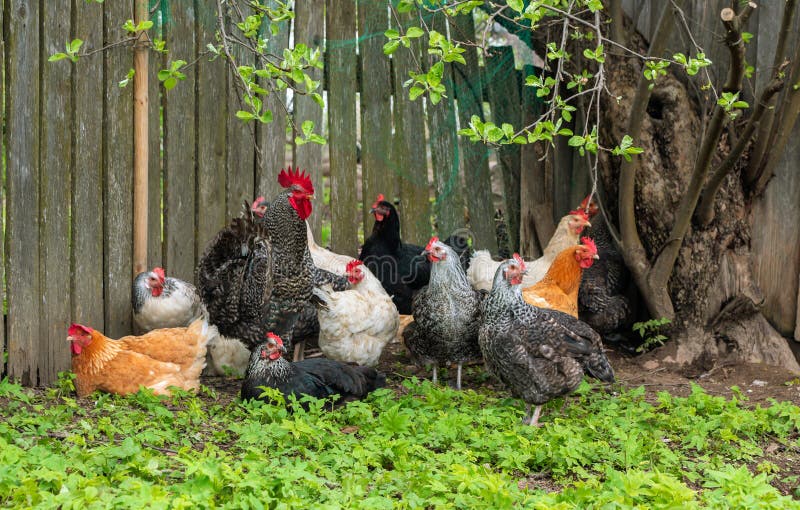 Multi-colored Chickens Walk on the Farm Against the Background of Green ...