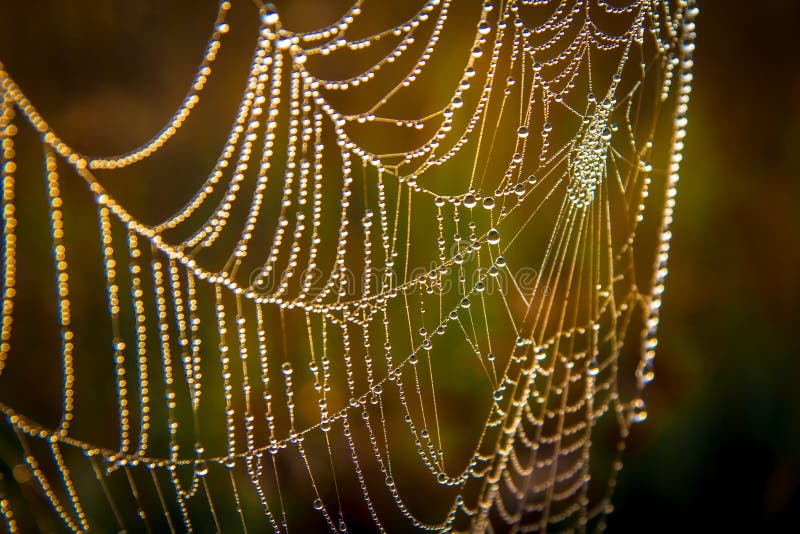Multi-colored Cobwebs in the Morning in a Summer Field Stock Photo ...