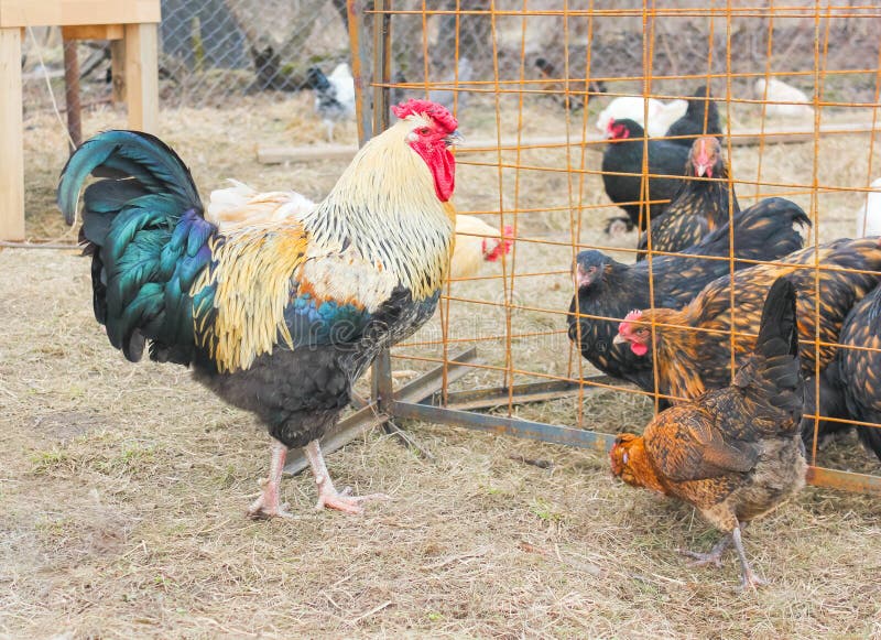 Multi-colored Goes in the Free-range Mini Chicken Farm. Coc Stock Photo ...