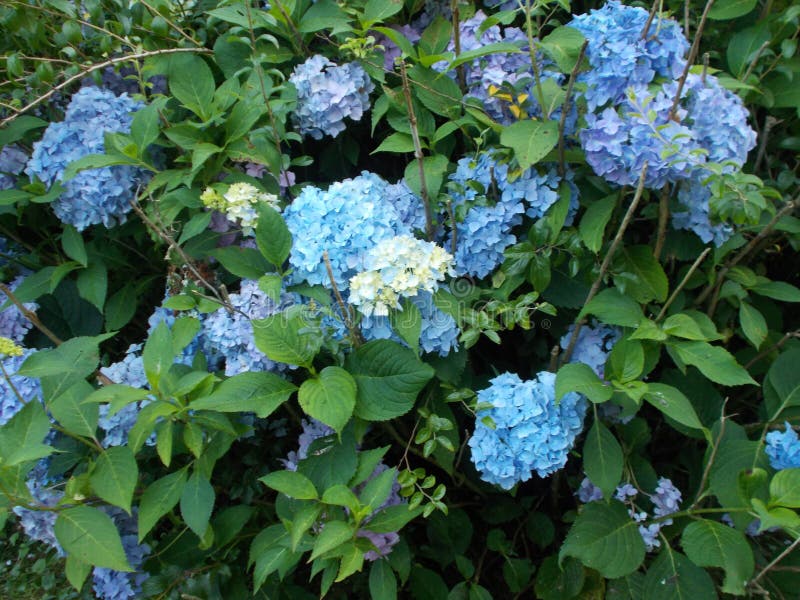 Multi Colored Composite Flowers Stock Image - Image of flower, nature ...