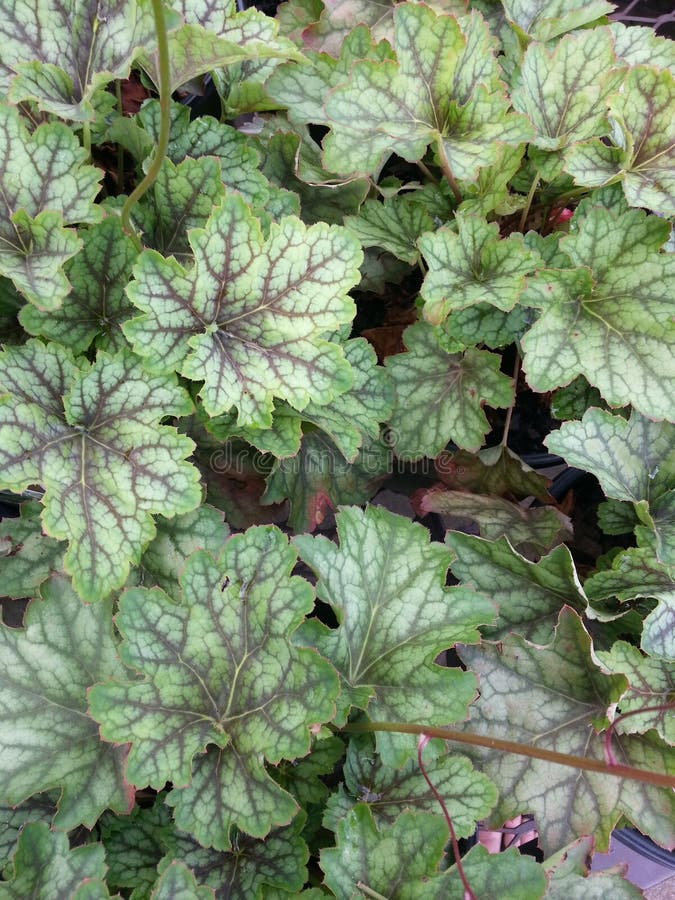 Multi Colored Coral Bells Leaves Stock Photo - Image of garden, leaves ...