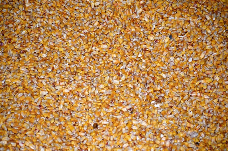 Multi colored corn stock photo. Image of grain, nature - 11120958