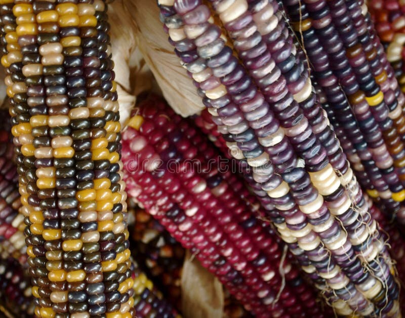 Multi colored corn stock photo. Image of grain, nature - 11120958