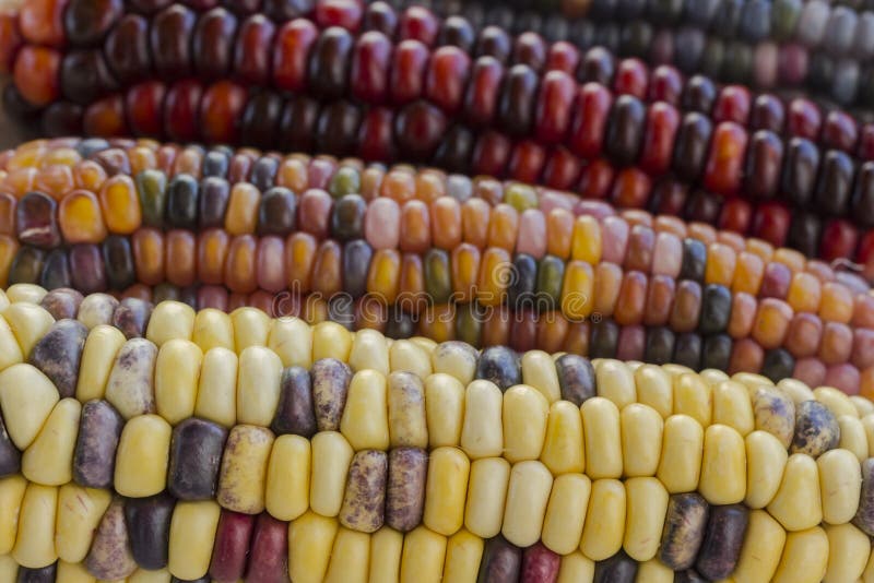 Multi Colored Maize Corn Close Up Stock Photos - Free & Royalty-Free ...
