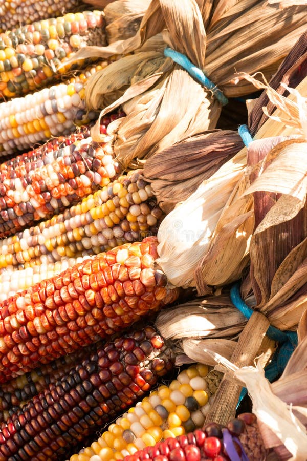 Colored corn cobs stock image. Image of health, fresh - 26826713
