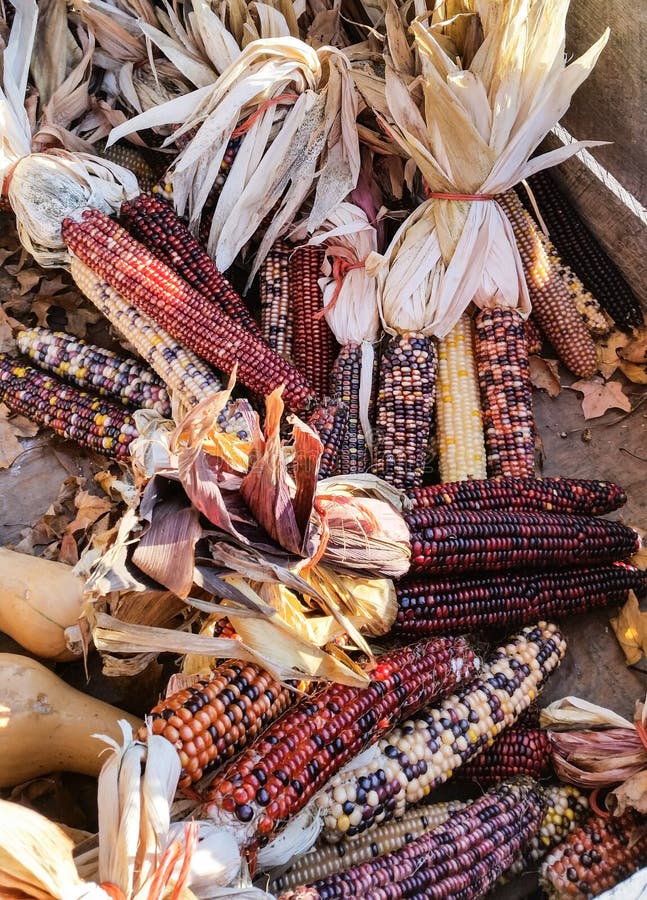 Fall Corn Harvest in Front of Mountain and Autumn Tree Colors Stock ...