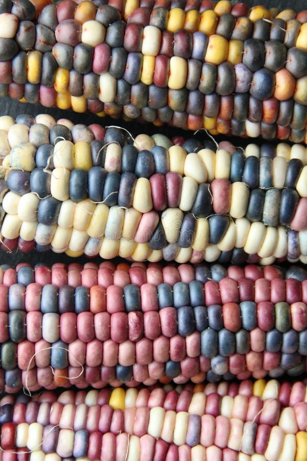 Multi-colored Corn Lies on the Old Vintage Table. Stock Photo - Image ...