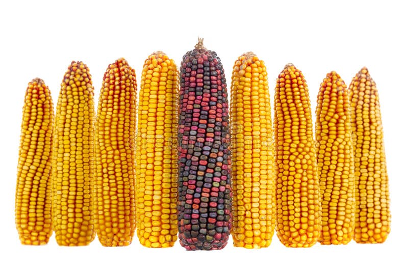 Multi-colored Corn Seeds - a Unique Cultivar Created by an American ...