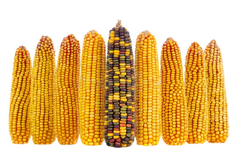 Colored corn cobs stock image. Image of health, fresh - 26826713