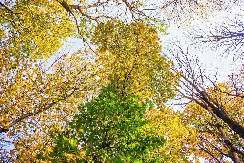 Multi-colored Crowns of Trees in the Fall Against the Blue Sky Stock ...