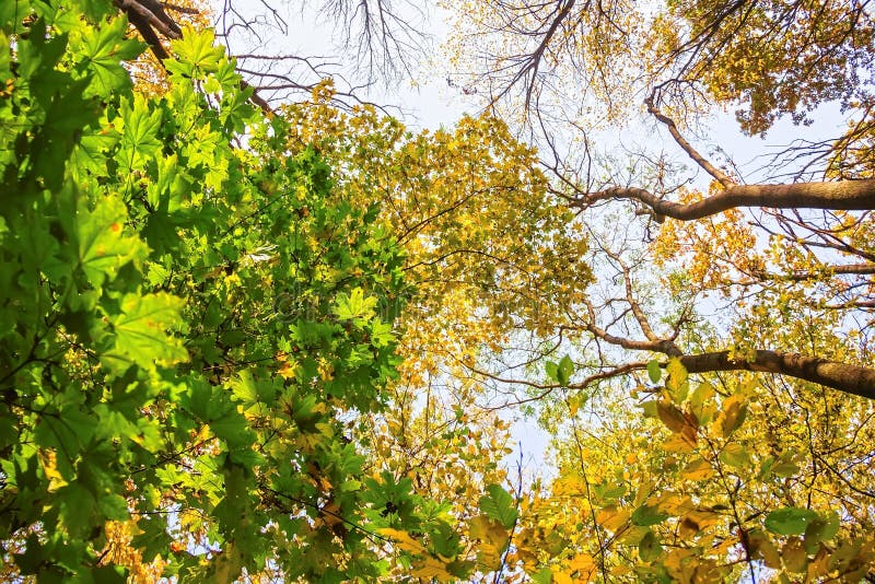 Multi-colored Crowns of Trees in the Fall Against the Blue Sky Stock ...