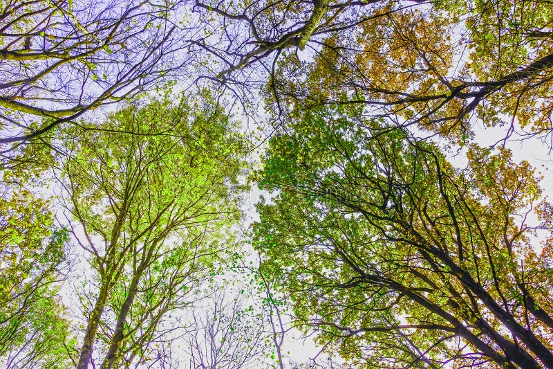 Multi-colored Crowns of Trees in the Fall Against the Blue Sky Stock ...