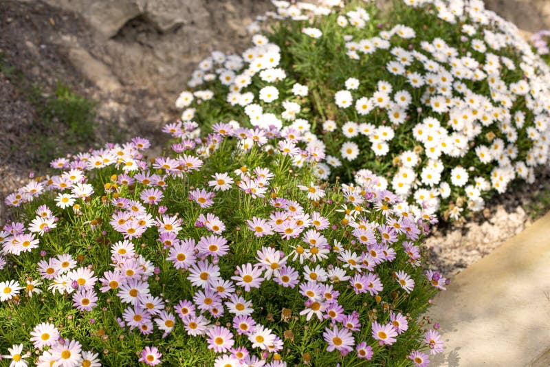 Multi-colored Daisy Flowers, Landscaping Flowers Stock Image - Image of ...
