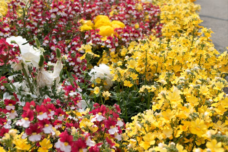 Multi Colored Decorative Flowers in a Park Stock Image - Image of green ...