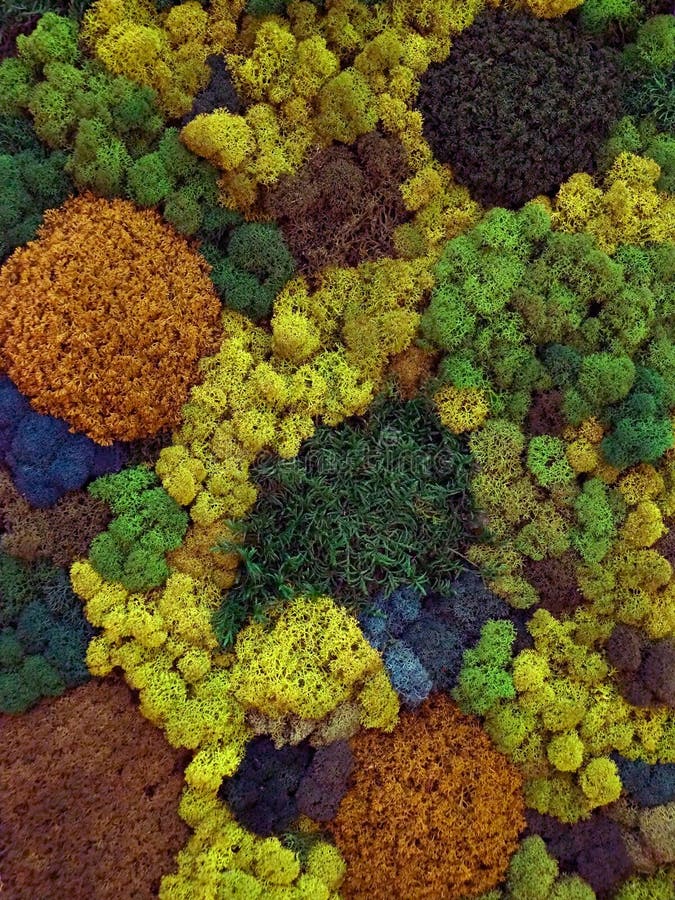 Multi-colored Decorative Preserved Forest Moss Reindeer Moss in ...