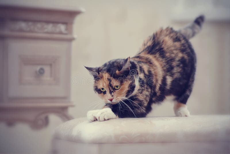 Multi-colored domestic cat stock photo. Image of domestic - 73959552